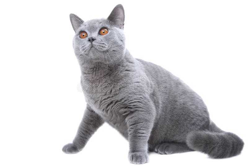 British blue cat stock photo. Image of feline, facial - 21107978