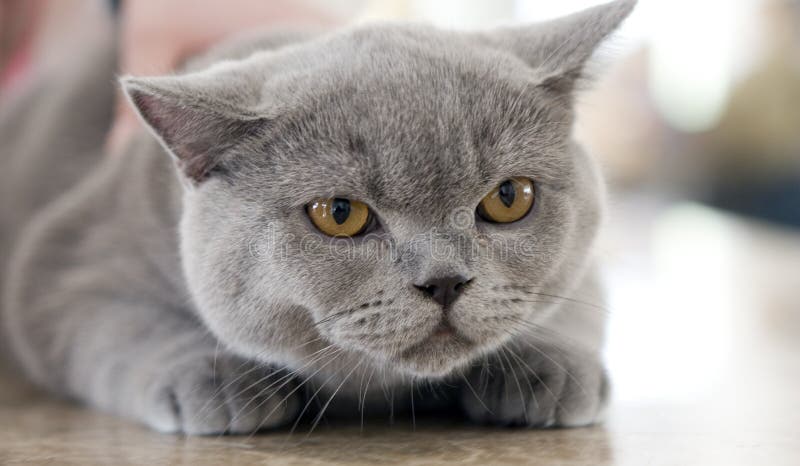 British blue kitten stock image. Image of sleepy, close - 353135