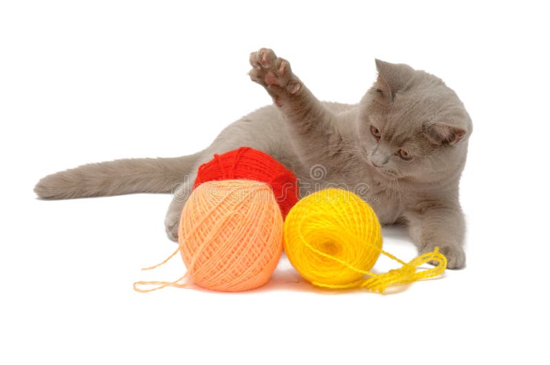 British Blue Cat and Balls of Colored Thread Stock Photo - Image of ...