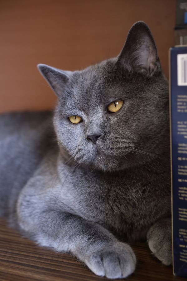 A british blue cat stock image. Image of grey, cute - 289584449