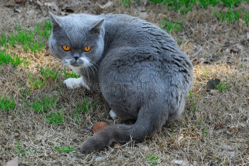 British Blue cat stock photo. Image of glass, animal - 30080354
