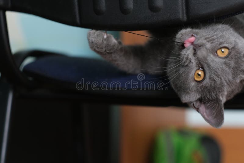British Blue Cat Playing with a Thread from Chair Stock Photo - Image ...