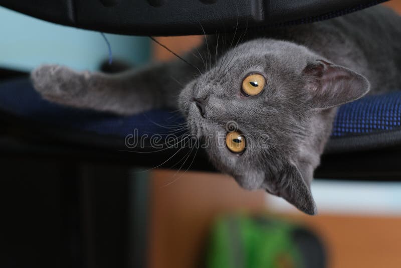 British Blue Cat Playing with a Thread from Chair Stock Photo - Image ...