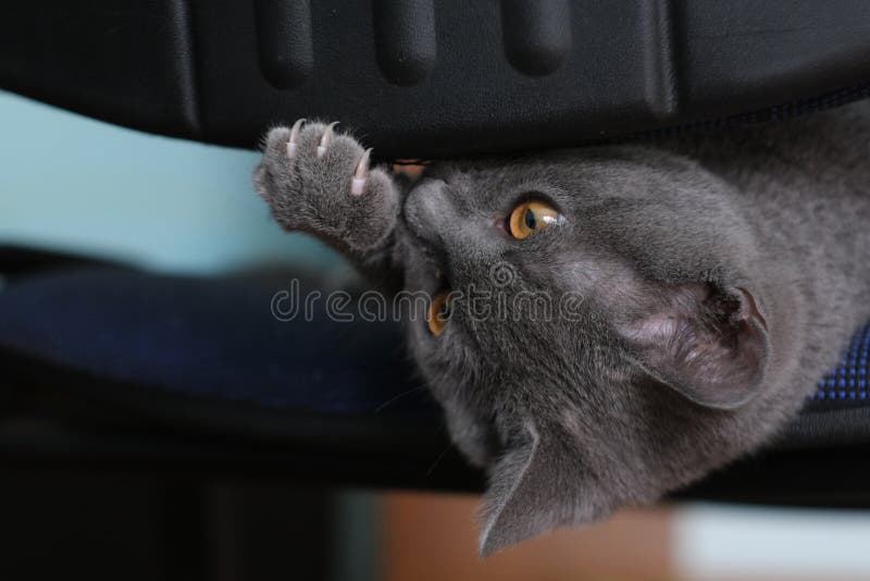 British Blue Cat Playing with a Thread from Chair Stock Photo - Image ...