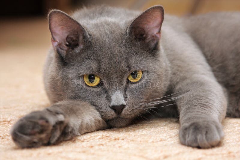 British Blue Cat With Yellow Eyes Stock Photo - Image of animals ...