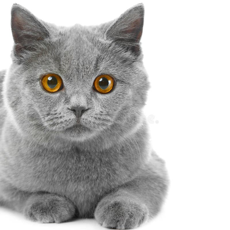 British Blue Kitten on White Stock Image - Image of british, single ...