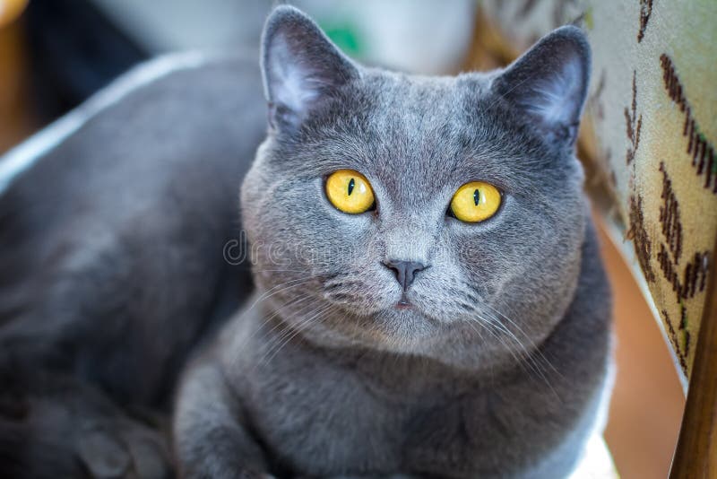 British Blue Short Hair Cat Stock Image - Image of british, beauty ...