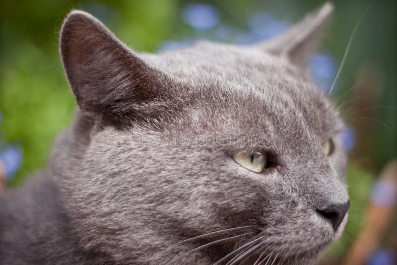 British Blue Short Hair Kitten Stock Photo - Image of lovable, cute ...