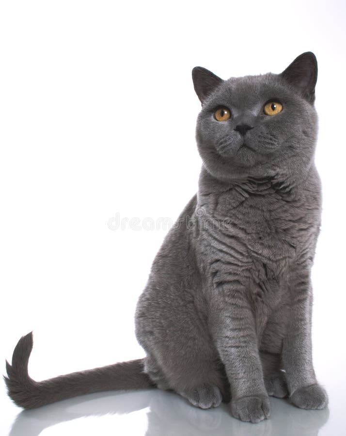 British blue kitten stock image. Image of sleepy, close - 353135