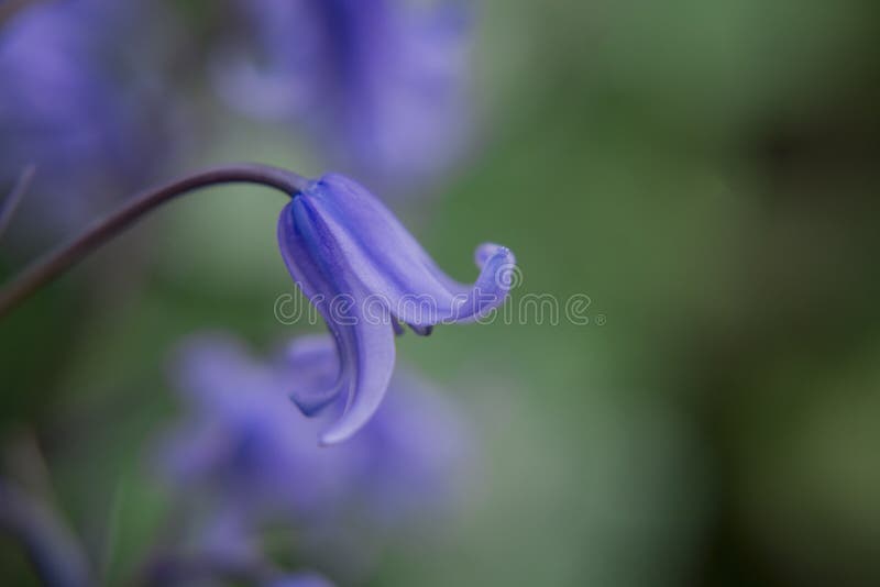 British Bluebell (Hyacinthoides Non-scripta) Close Up Stock Photo ...