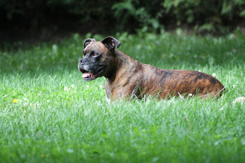 British Boxer Dog Lying in the Grass Stock Image - Image of terrier ...
