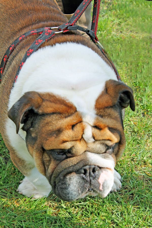 British Buldog stock photo. Image of puppy, british, portrait - 62794020