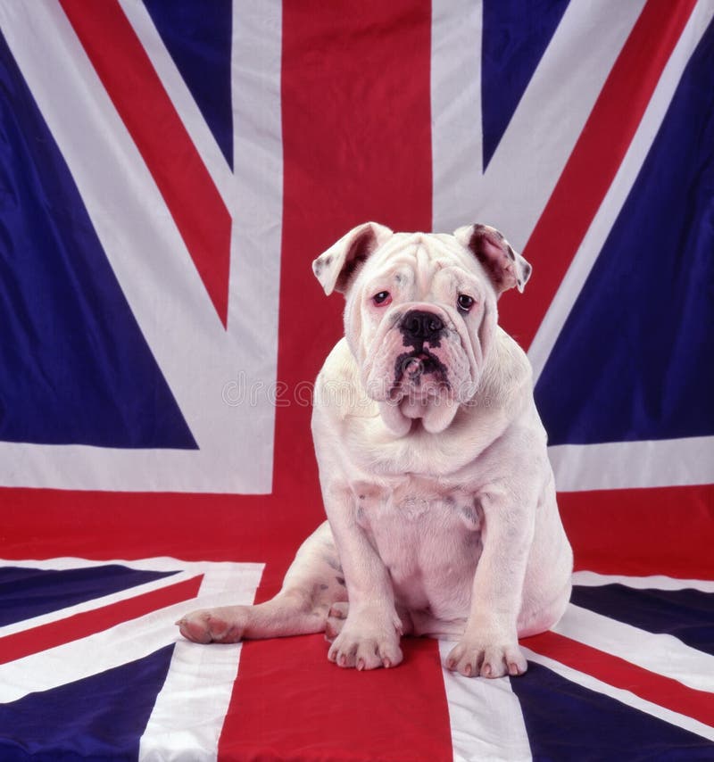 British bulldog stock image. Image of britain, flag, england - 31019777