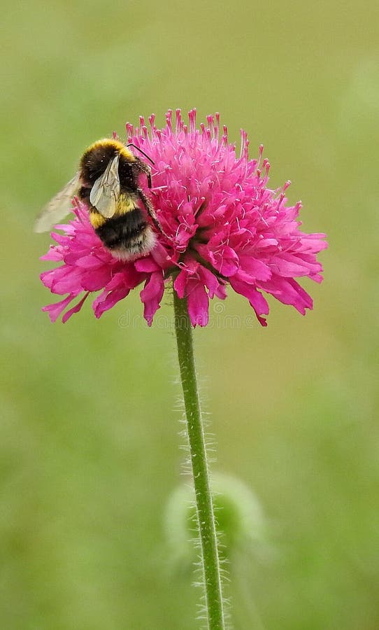 British Bumble Bee Insect Nectar Feeding on Spring Flower Stock Photo ...