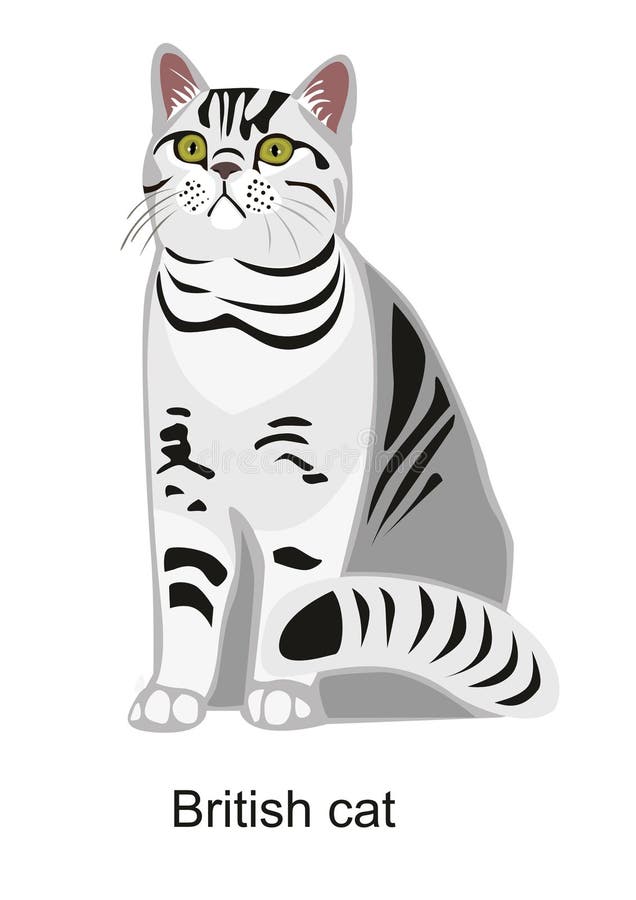 British cat stock vector. Illustration of hunter, mammal - 10756439