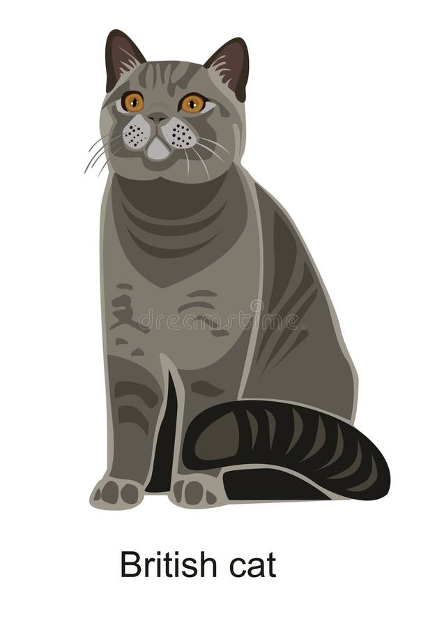 British cat stock vector. Illustration of exhibition - 10756441