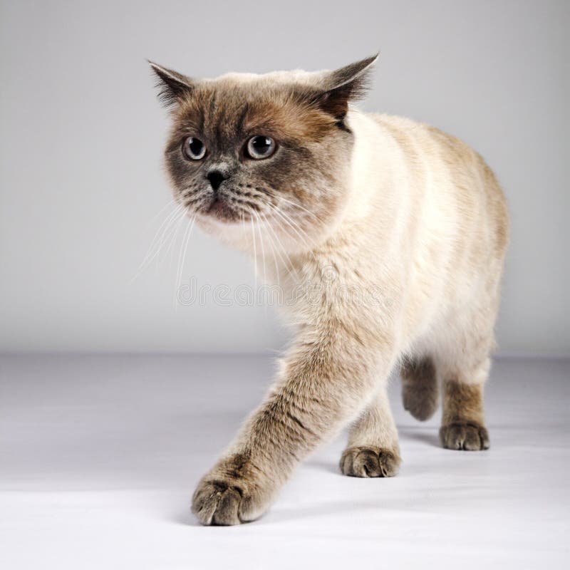 The biped cat stock photo. Image of animal, background - 11823778