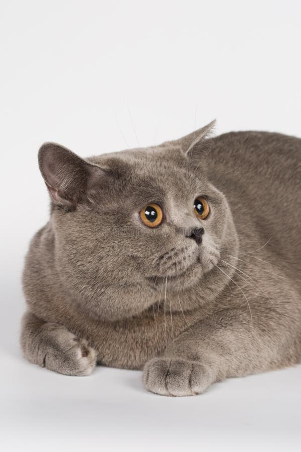 British Cat Picture. Image: 13814477