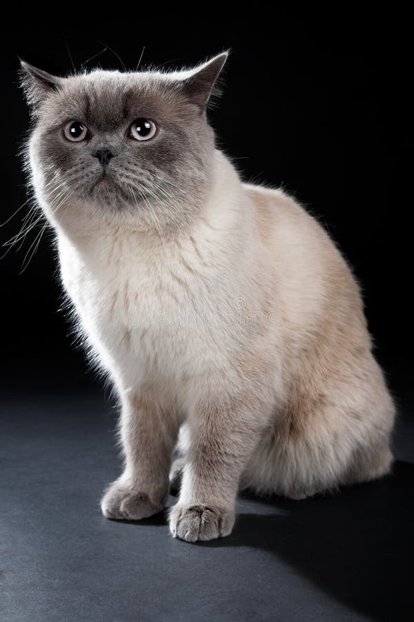 British cat stock photo. Image of looking, pedigreed - 15107174