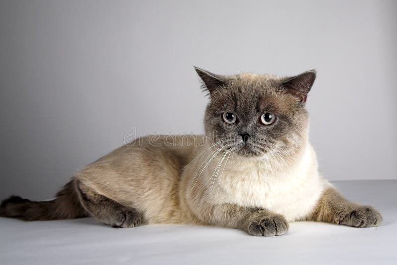 British cat stock photo. Image of beautiful, eyes, lying - 15970786