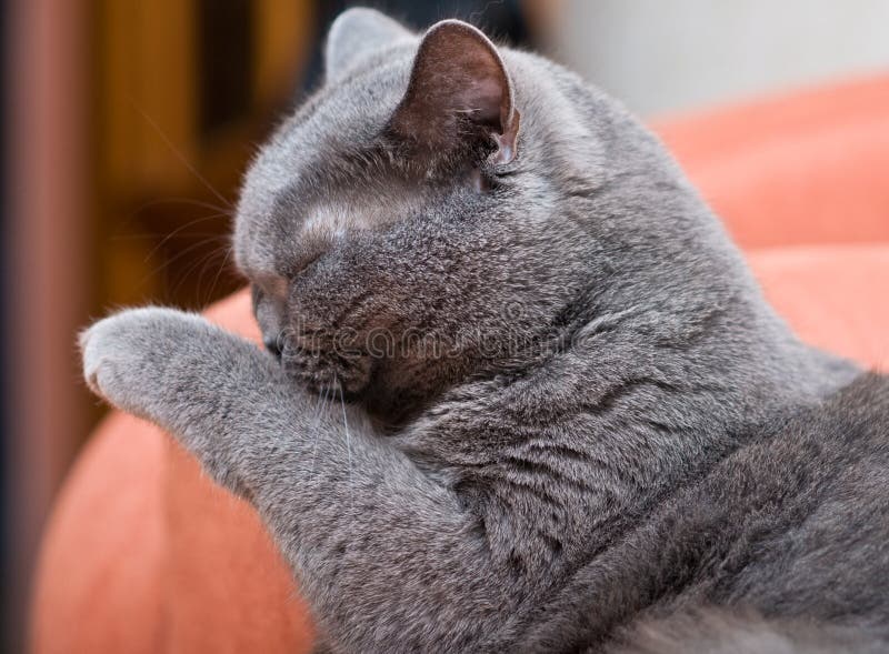 The British cat stock photo. Image of british, animals - 16528210