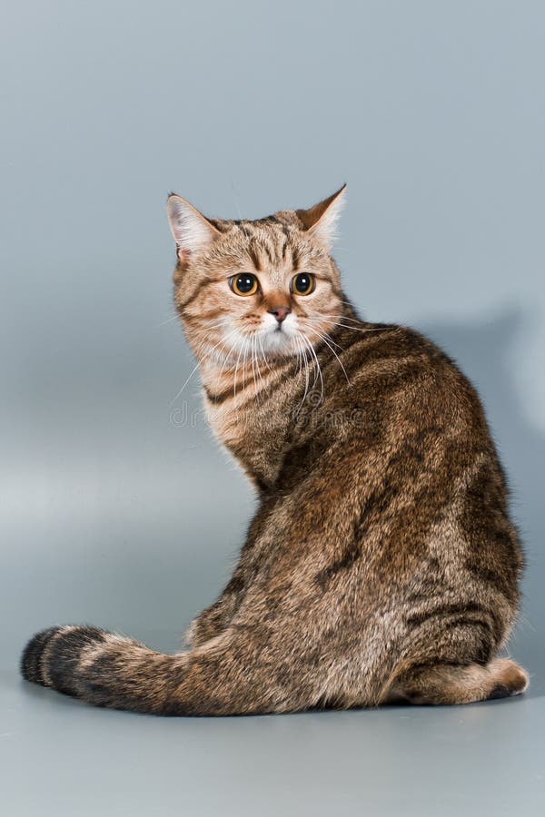 British cat stock image. Image of british, shorthair - 17687271