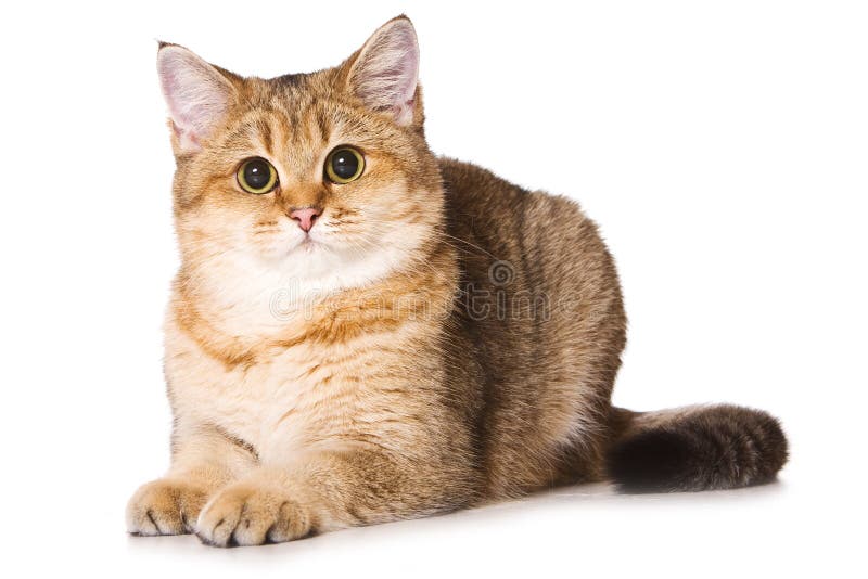 British cat stock photo. Image of playful, looking, attention - 18882648