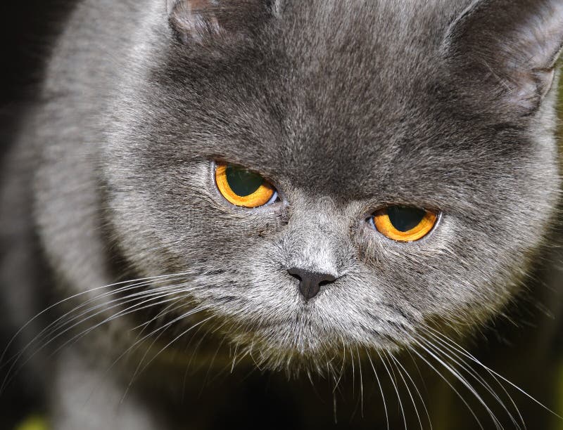 British cat. stock photo. Image of hair, looking, beautiful - 22950876