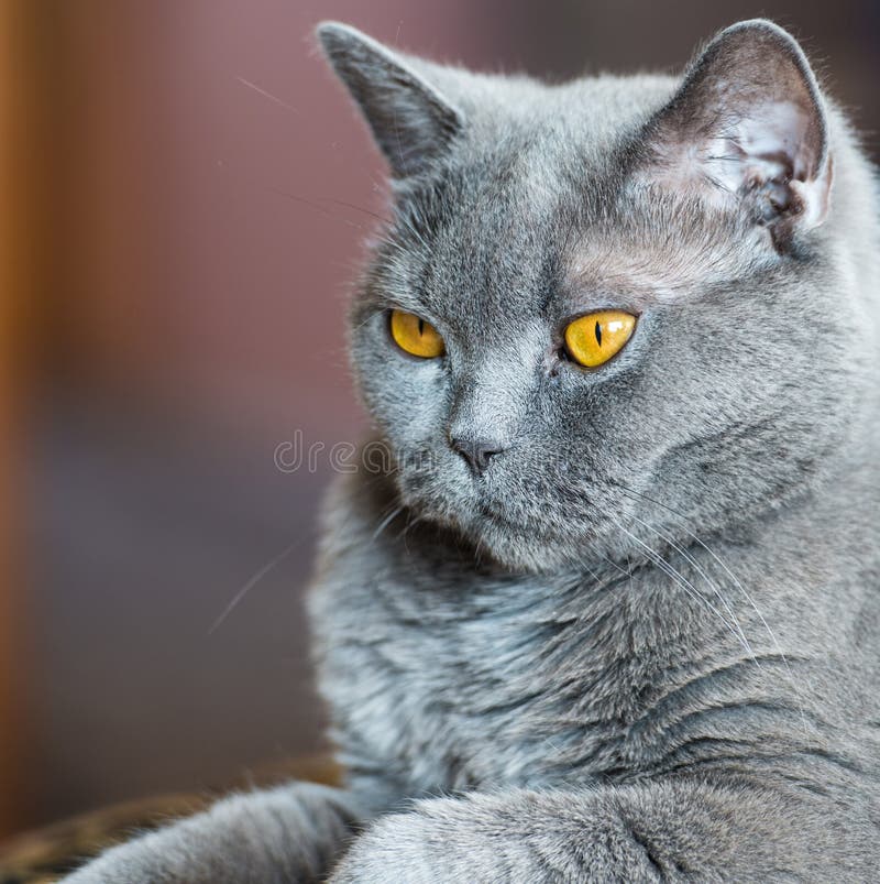 The British cat stock photo. Image of language, tail - 29637346