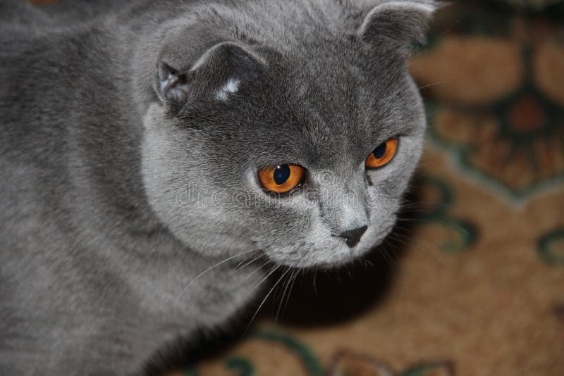 435 British Teddy Stock Photos - Free & Royalty-Free Stock Photos from ...