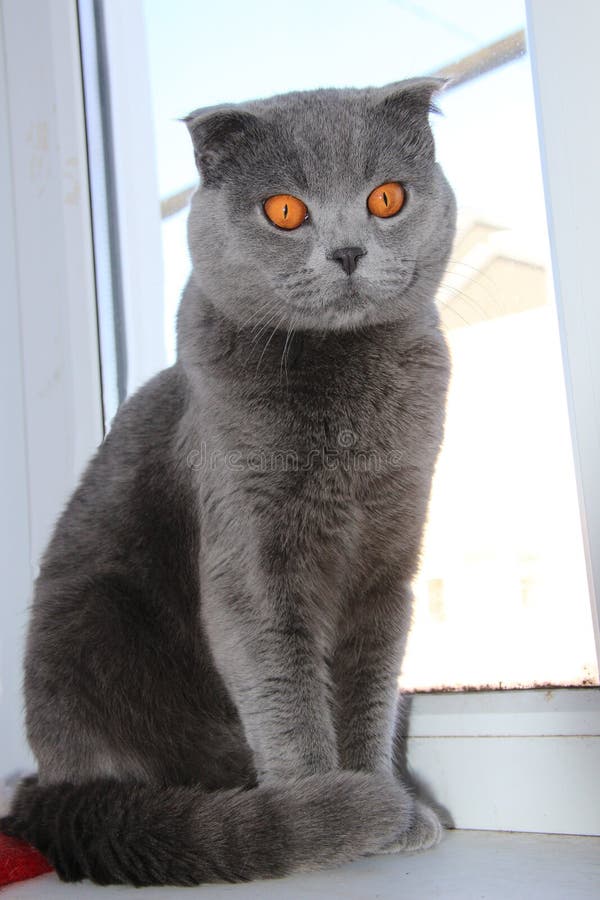 405 British Teddy Bear Stock Photos - Free & Royalty-Free Stock Photos ...