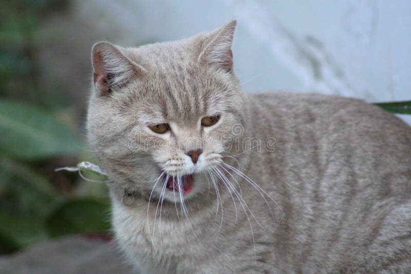 British cat yawns stock photo. Image of cute, alarmed - 114486992