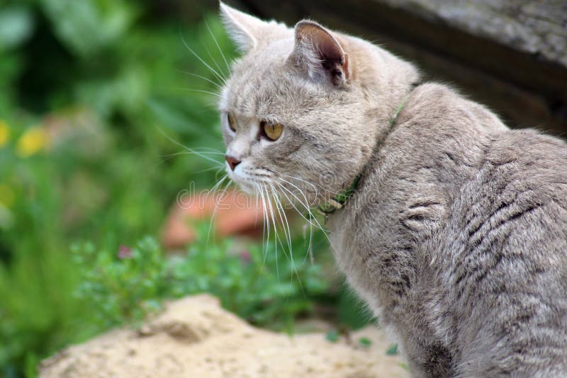 The British Cat Looks Warily Stock Image - Image of looking, feline ...