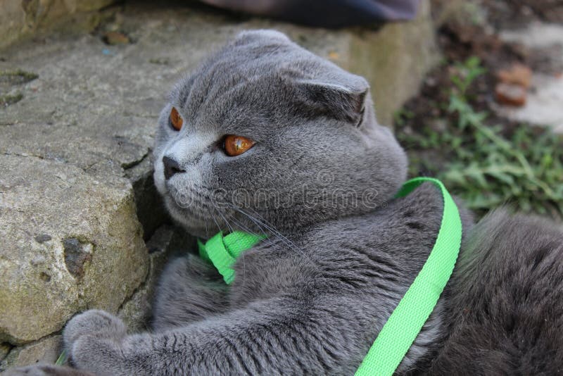 British Cat Playing with Leash Stock Photo - Image of narrowed, home ...