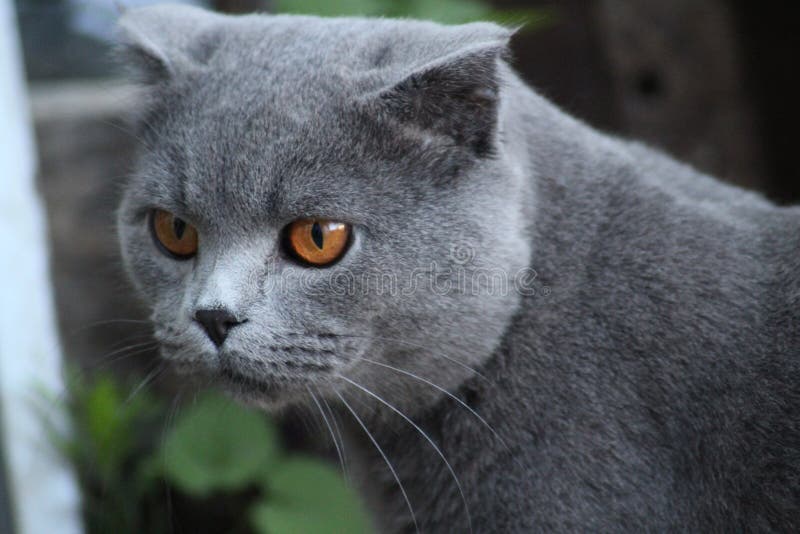 371 British Teddy Bear Stock Photos - Free & Royalty-Free Stock Photos ...