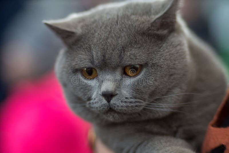 British cat blue portrait stock image. Image of black - 89583641