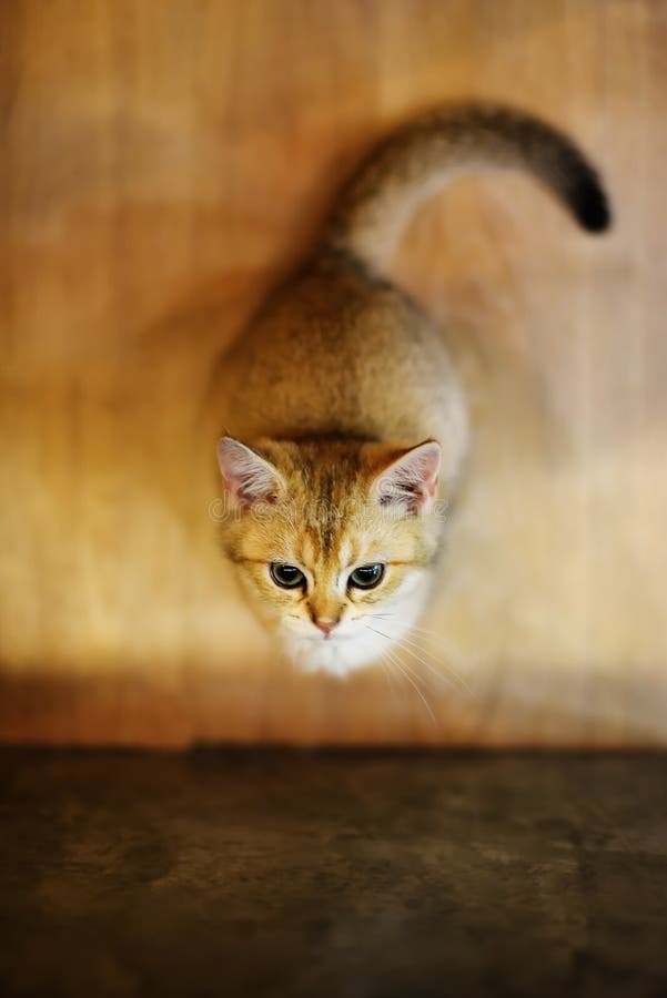 British Cat Breeds that are Healthy and Look Beautiful and Cheerful ...