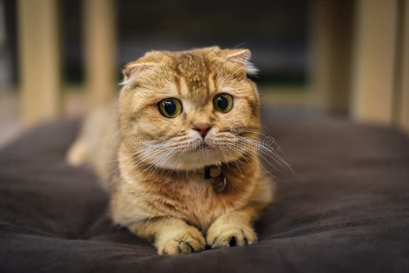 British Cat Breeds that are Healthy and Look Beautiful and Cheerful ...