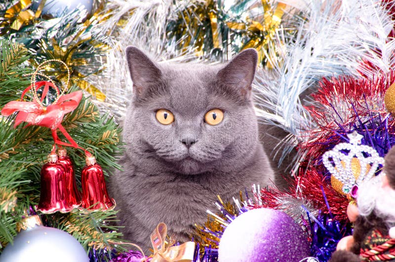 Gray Tabby Cat in Silver Christmas Tinsel Stock Image - Image of kitty ...