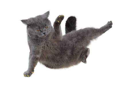 British Cat Dancing Breakdance Stock Photo - Image of whisker, purebred ...
