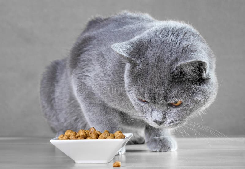 British cat eats cat food stock photo. Image of adorable - 85409536