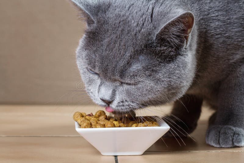 British cat eats cat food. stock photo. Image of food - 91784070
