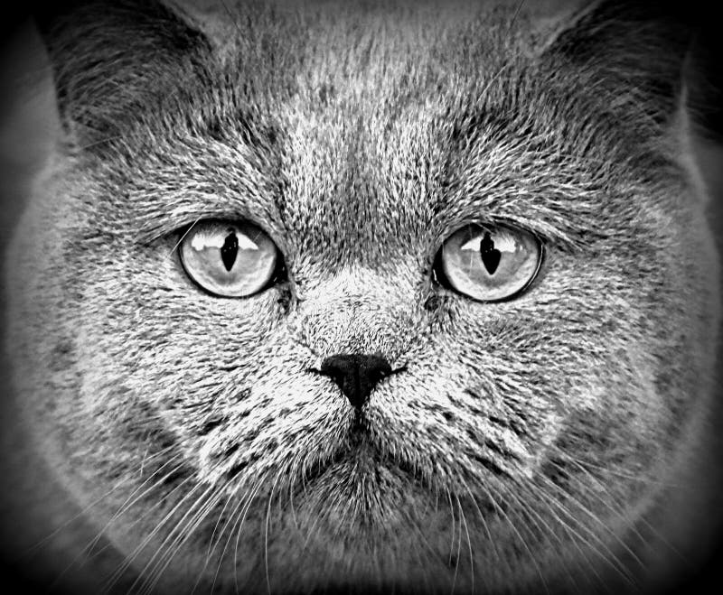 British cat face stock photo. Image of british, muzzle - 50457732