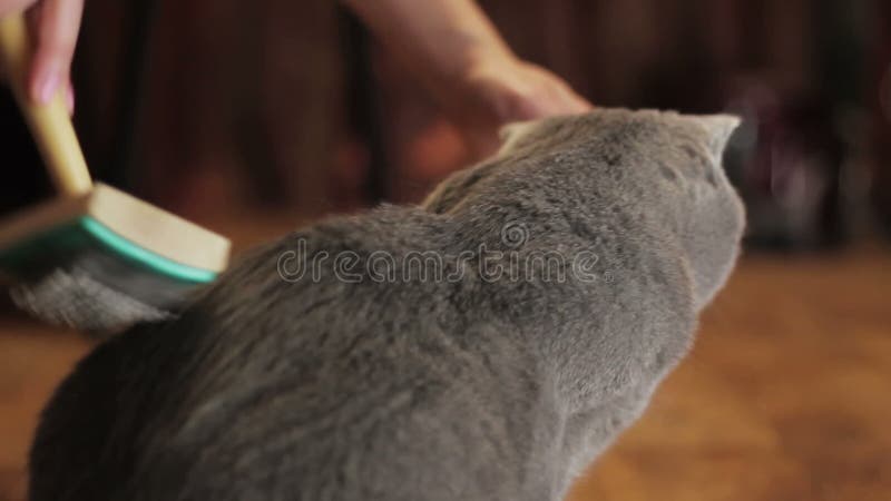 British cat grooming stock video. Video of appreciative - 75887947