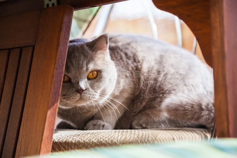 British Cat Hiding Under the Table Stock Photo - Image of looking ...