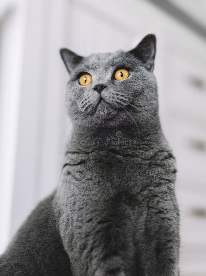 British Cat in Home Portrait. Stock Photo - Image of shorthair, relaxed ...