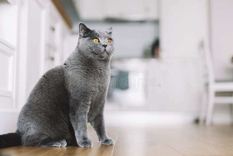 British Cat in Home Portrait. Stock Image - Image of relaxed, cute ...