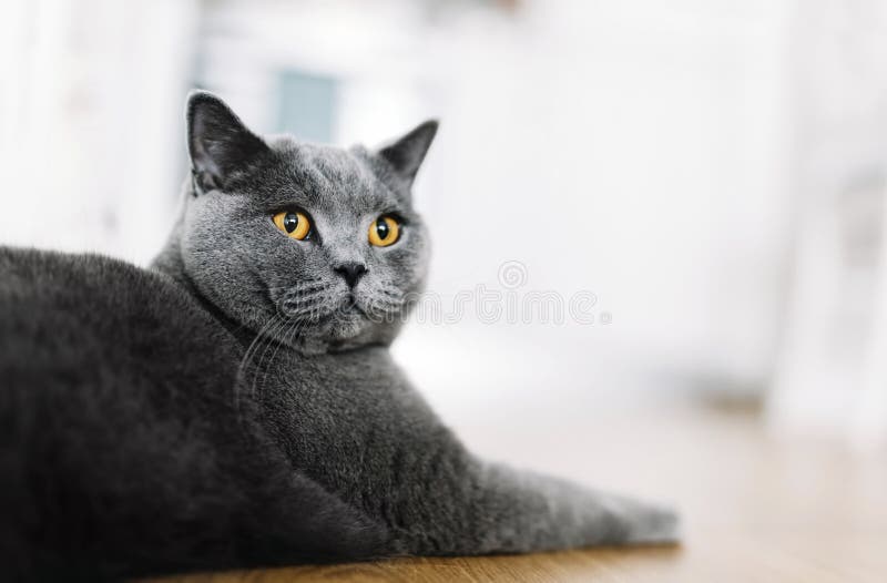 British Cat in Home Portrait. Stock Photo - Image of eyes, animal ...