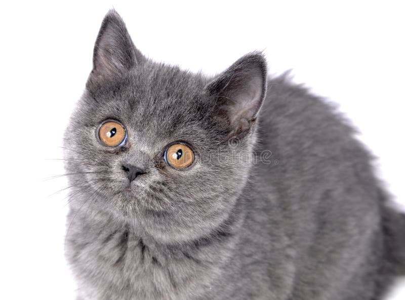 British cat - kitten. stock image. Image of isolated - 19535919