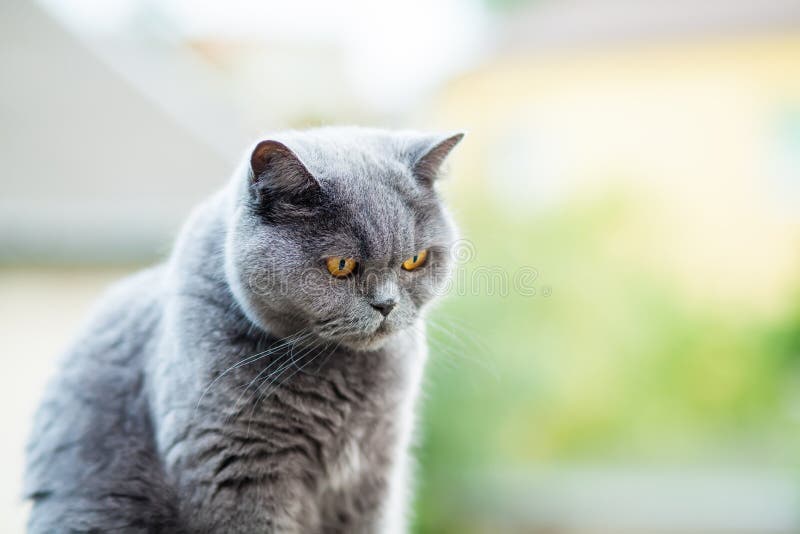 Cat Looking Down Stock Images - Download 11,075 Royalty Free Photos